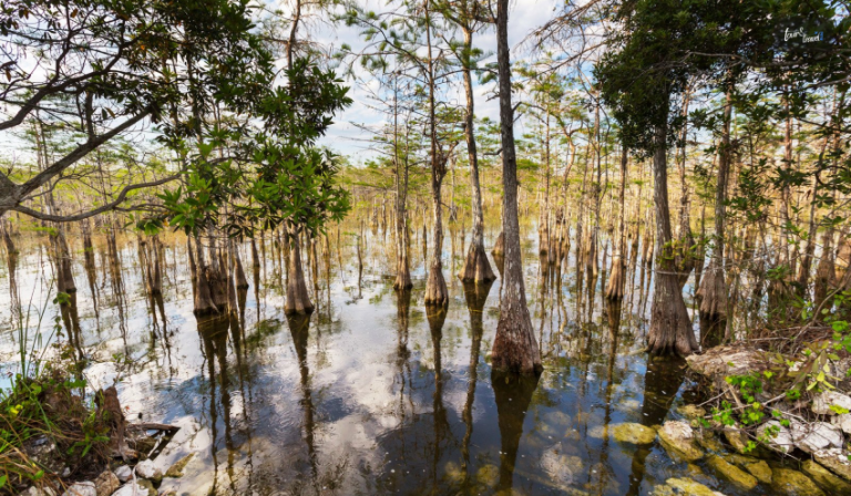 Visiting Everglades National Park: Indulge In Sheer Tranquility