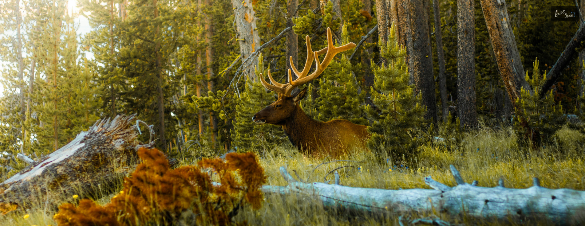 Yellowstone National Park Animals & Birds: Know The Wildlife