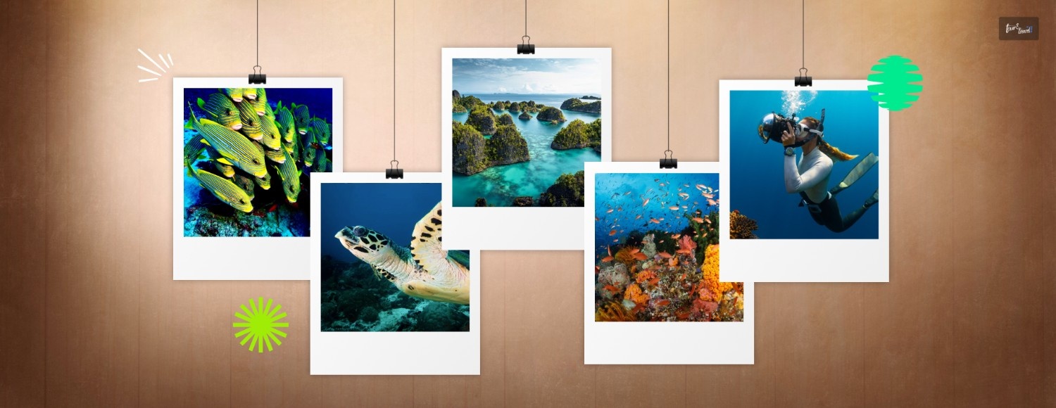What Are The Best Raja Ampat Diving Trips? A Complete Guide