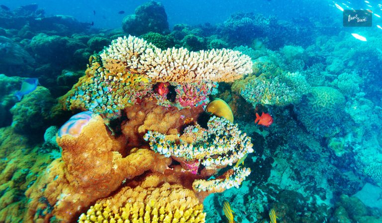 Raja Ampat Marine Life Guide: Fish, Sharks, And More