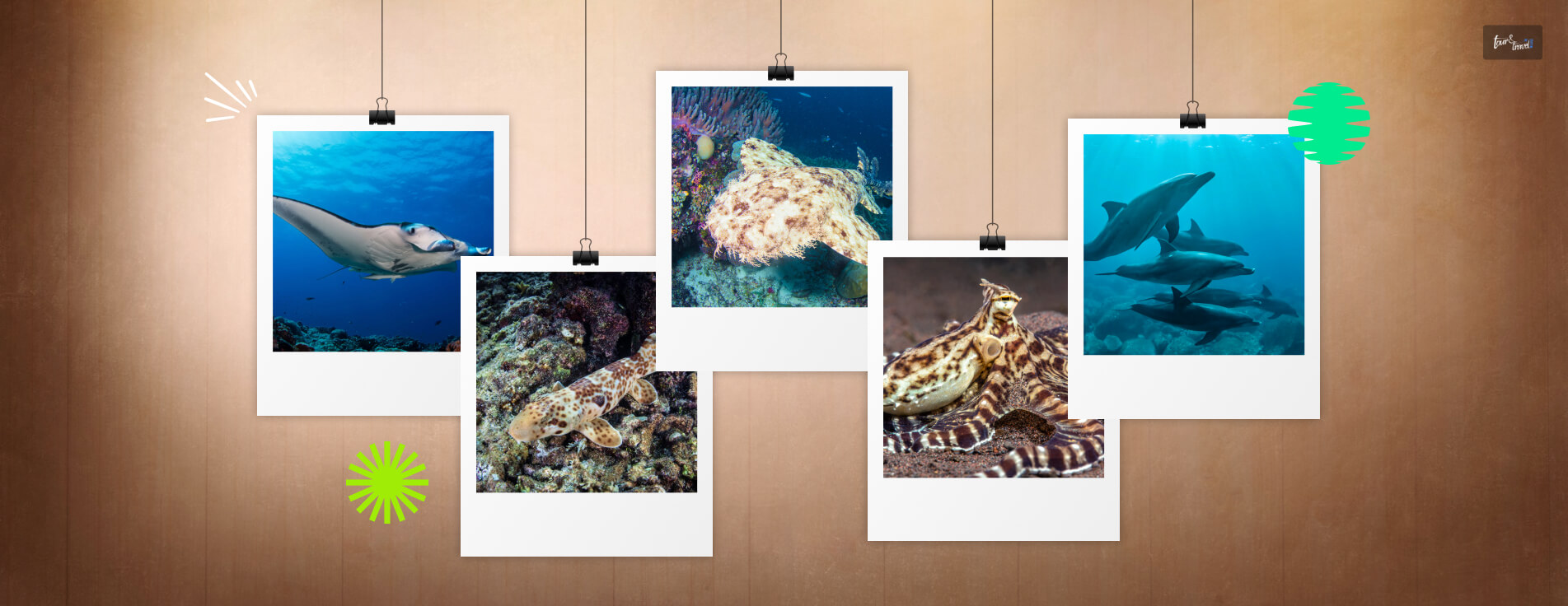 Raja Ampat Marine Life Guide: Fish, Sharks, And More